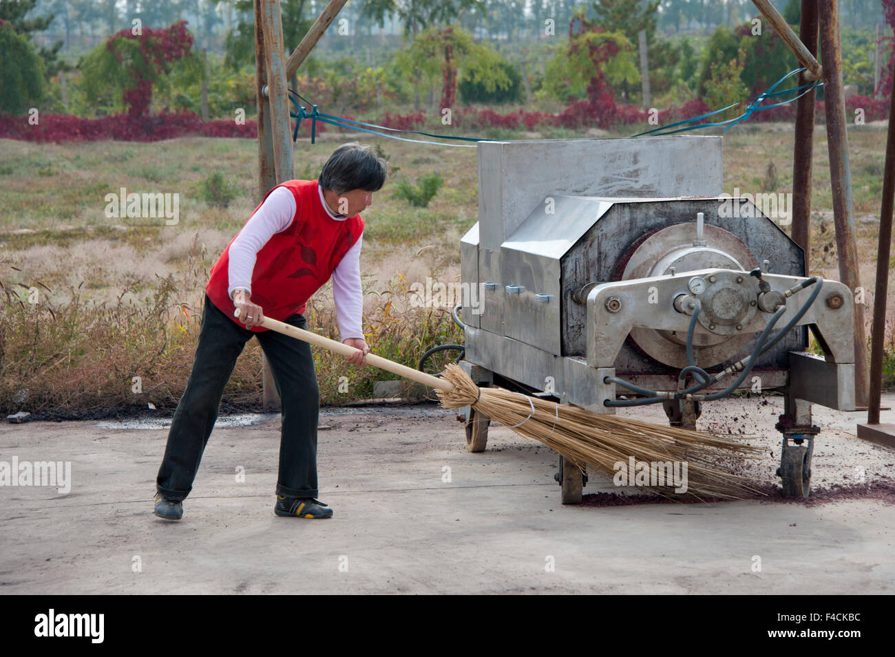 China, Ningxia. Woman with straw broom sweeps around a crusher ...