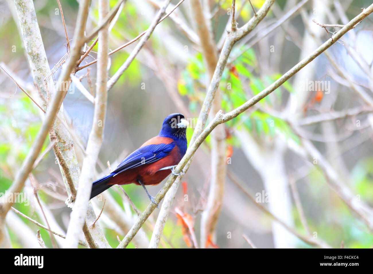 Lidth's Jay (Garrulus lidthi) in Amami Island, Japan Stock Photo - Alamy