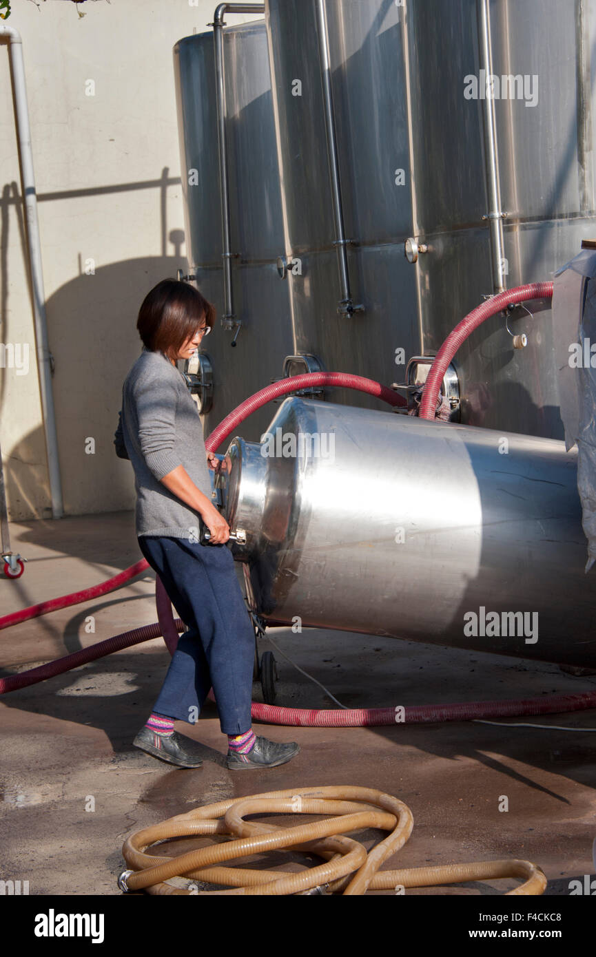 China, Ningxia, Yinchuan. French-trained winemaker Emma Gao moves a ...