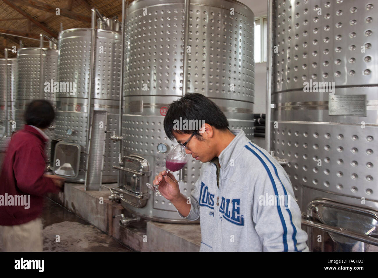 China, Shaanxi. Assistant winemaker Fang Lin (Lin Fang) noses newly ...