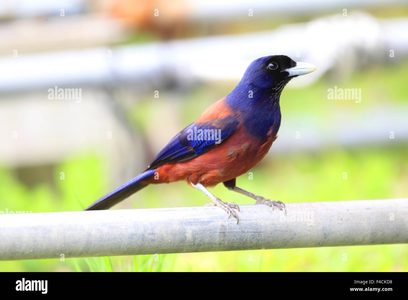 Lidth's Jay (Garrulus lidthi) in Amami Island, Japan Stock Photo - Alamy
