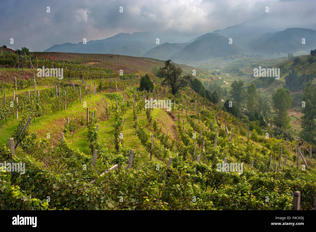 Chinese vineyard weather hi-res stock photography and images - Alamy