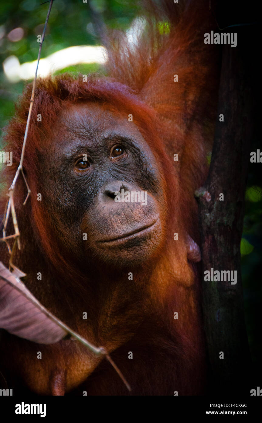 Orang utan hi-res stock photography and images - Alamy