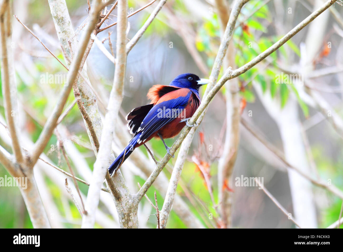 Lidth's Jay (Garrulus lidthi) in Amami Island, Japan Stock Photo - Alamy