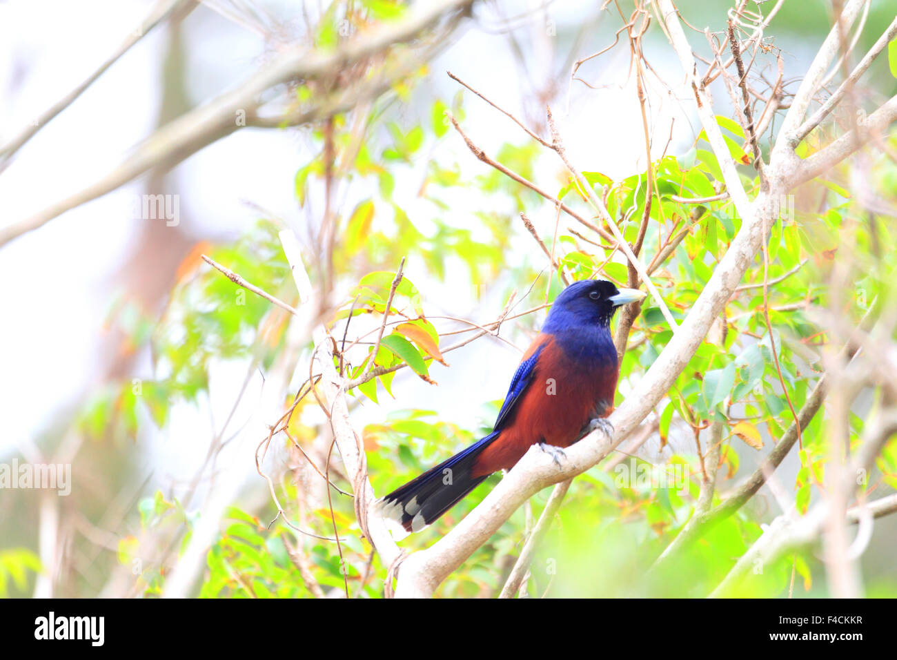 Lidth's Jay (Garrulus lidthi) in Amami Island, Japan Stock Photo - Alamy