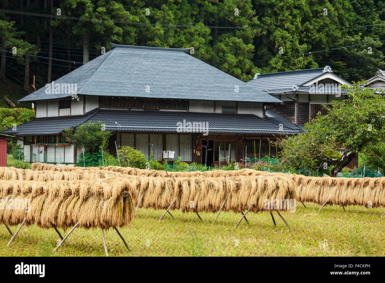 Rice farming japan hi-res stock photography and images - Alamy