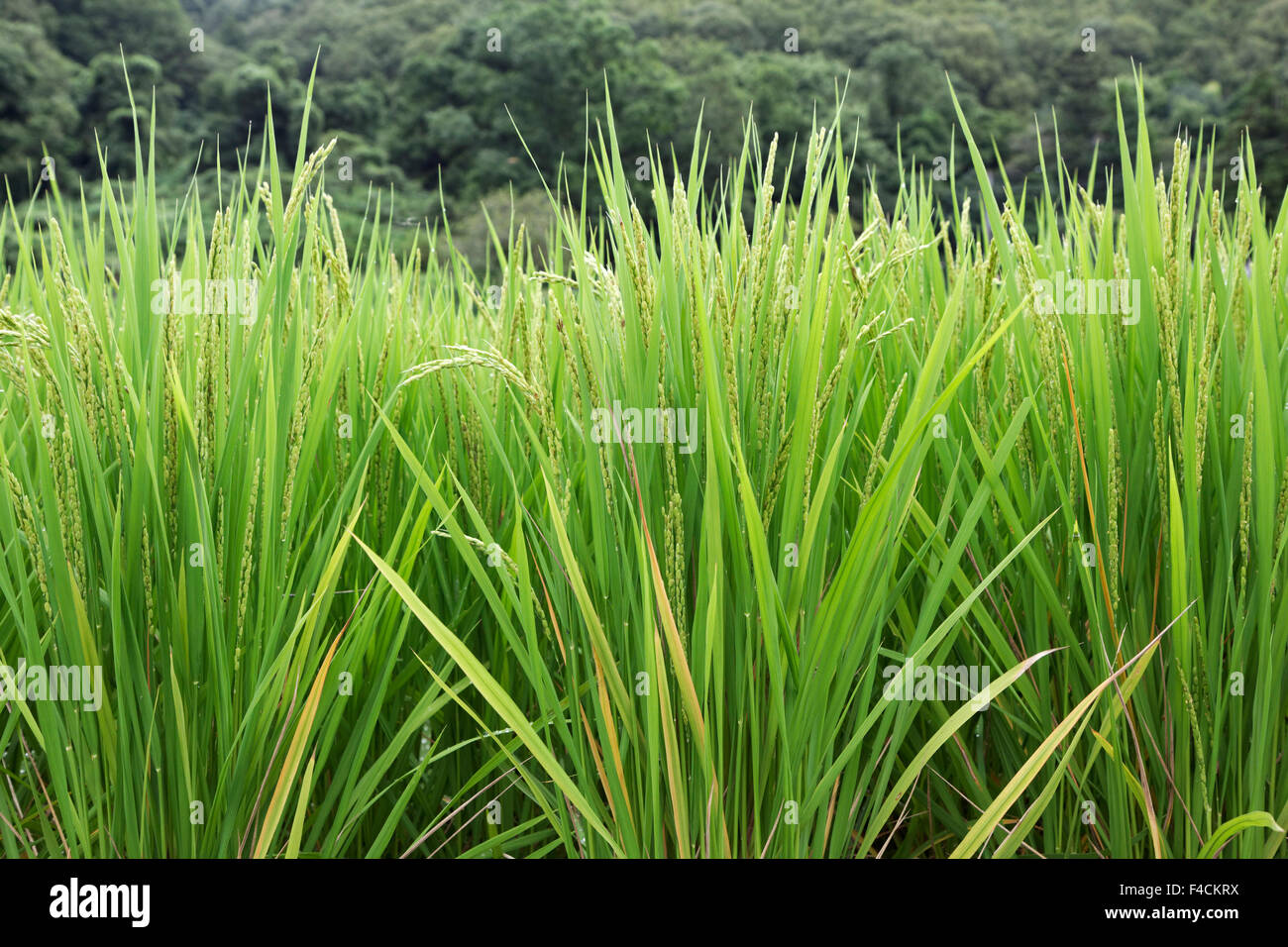 Rice farming japan hi-res stock photography and images - Alamy
