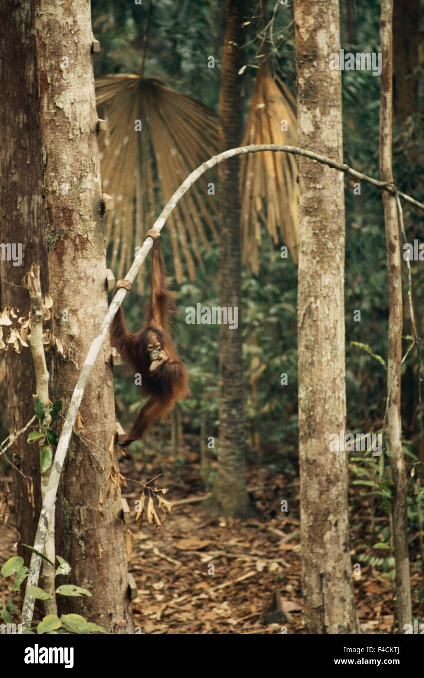 Indonesia, Orangutans monkey hanging on branch. (Large format sizes ...
