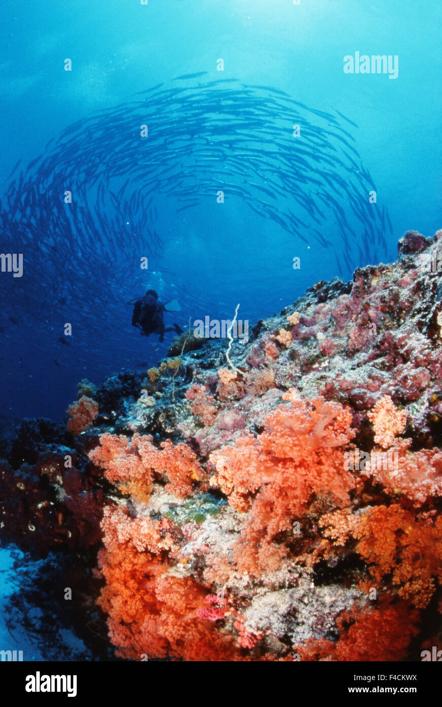 Indonesia, Diver and Barracuda and coral reef (Large format sizes ...