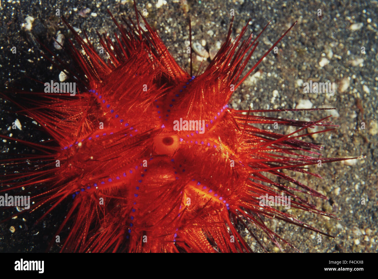 Indonesia, Fire Urchin (Astropyga radiata) (Large format sizes ...