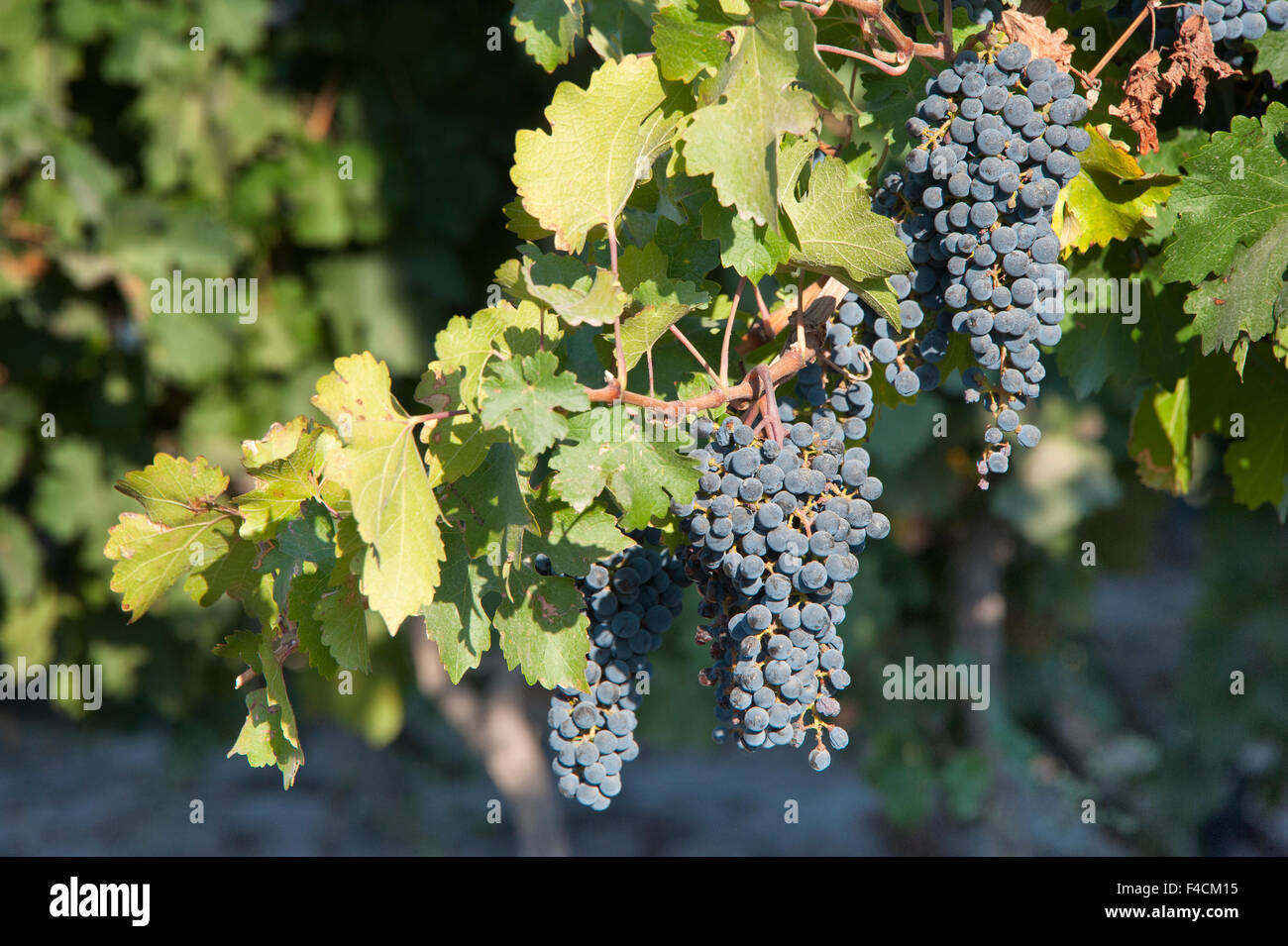 China, Xinjiang, Manas. Cabernet sauvignon grapes in contract farmer's ...