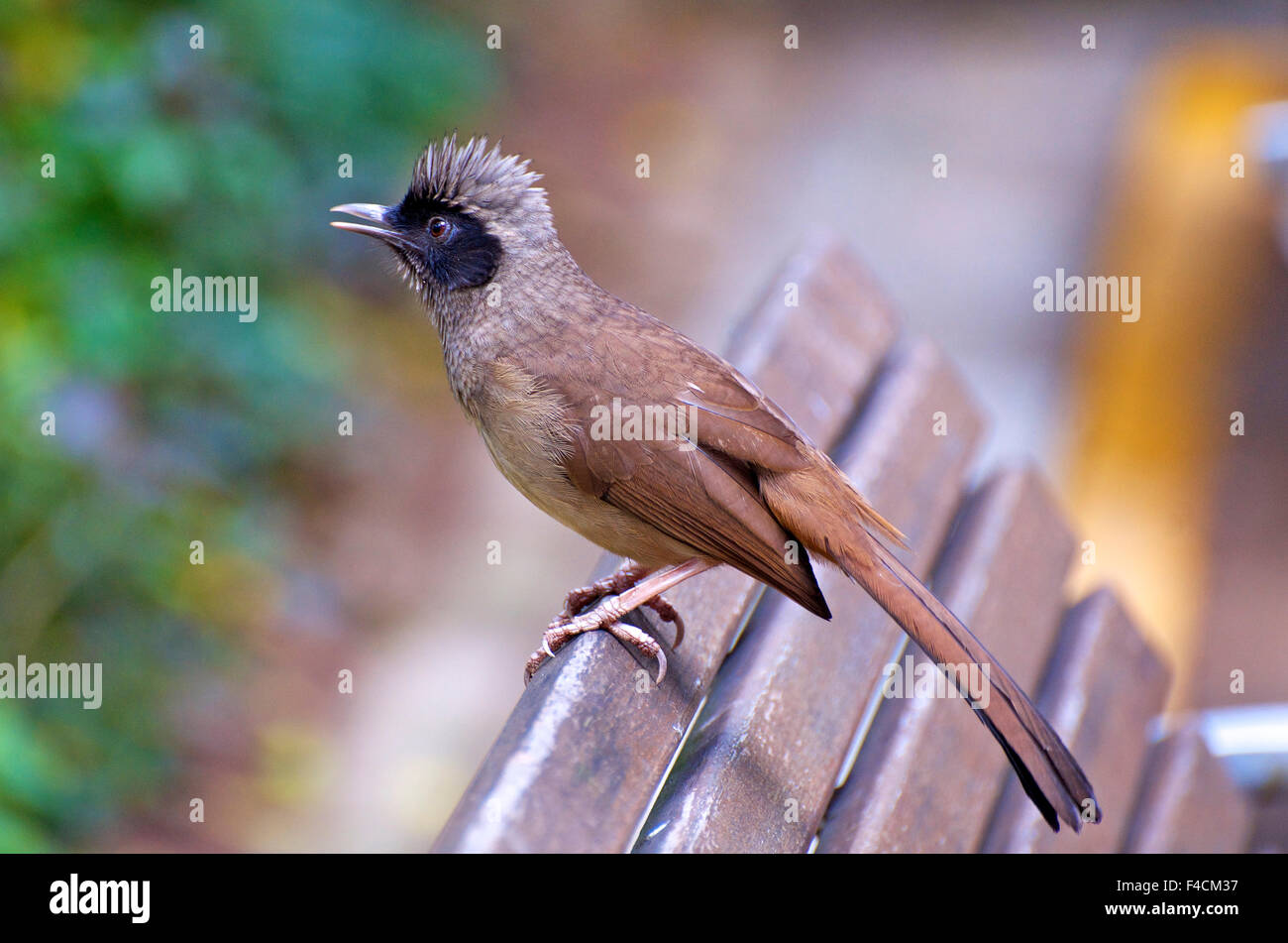 A Masked Laughing Thrush (garrulax perspicillatus) in Kowloon Park ...