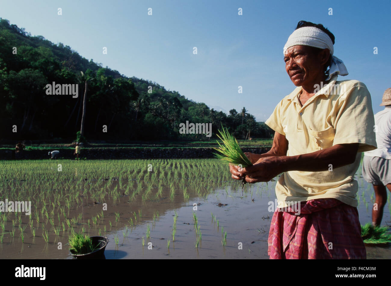Indonesia, Bali, Farmers planting rice plants in paddy fields in ...