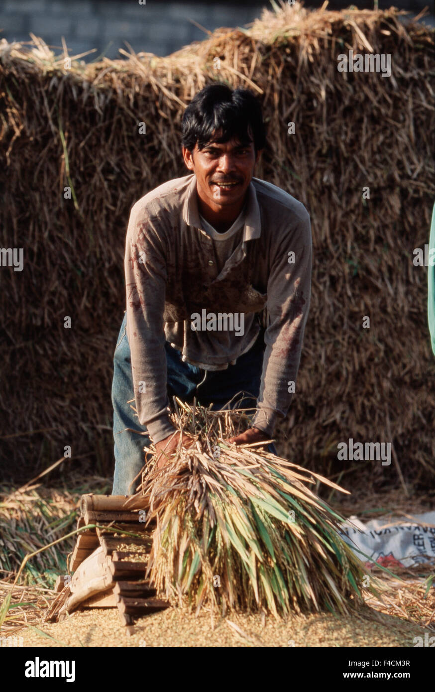 Indonesia, Bali, Ubud, Man harvesting rice. (Large format sizes ...