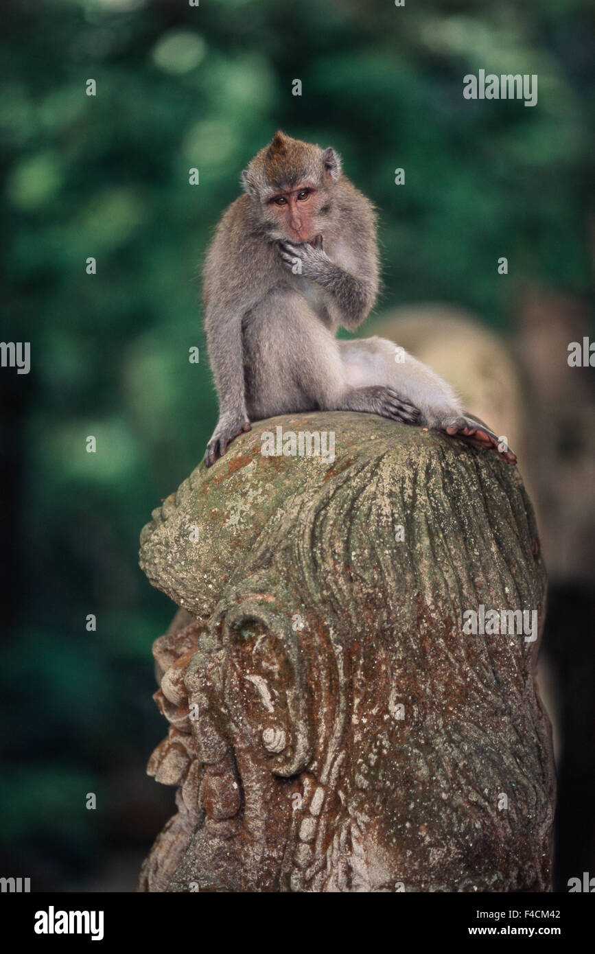 Indonesia, Bali, Ubud, Long-tailed Macaque resting in monkey forest ...