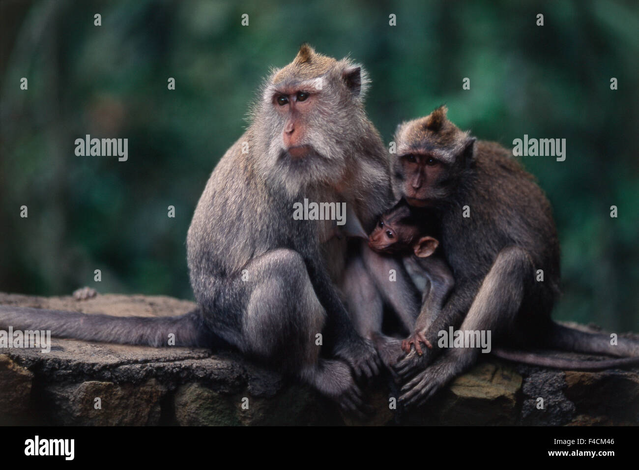 Indonesia, Bali, Ubud, Long-tailed Macaque resting in monkey forest ...