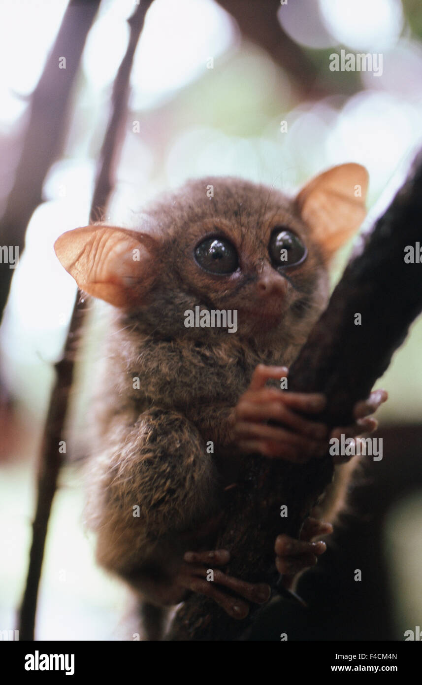Wild tarsier sitting on tree, N. Sulawesi, Indonesia (Large format ...