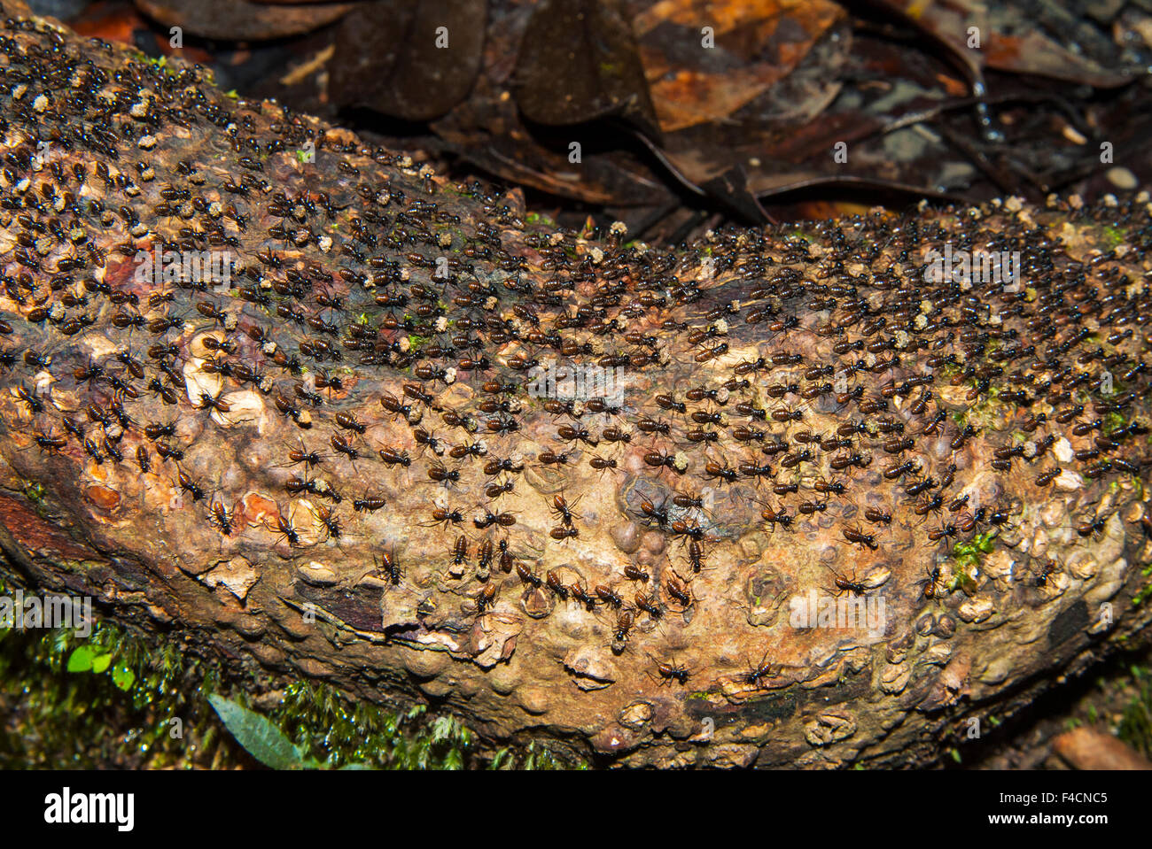 Ants, Sarawak, Malaysian Borneo, Malaysia Stock Photo - Alamy
