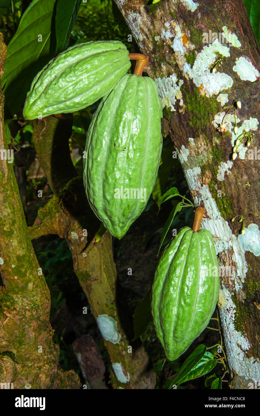 Cocoa fruit or pocha (Theobroma cacao), Sarawak, Malaysian Borneo ...