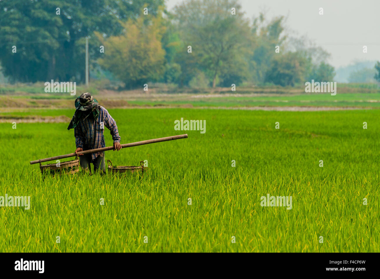 Beautiful green field agriculture in hi-res stock photography and ...