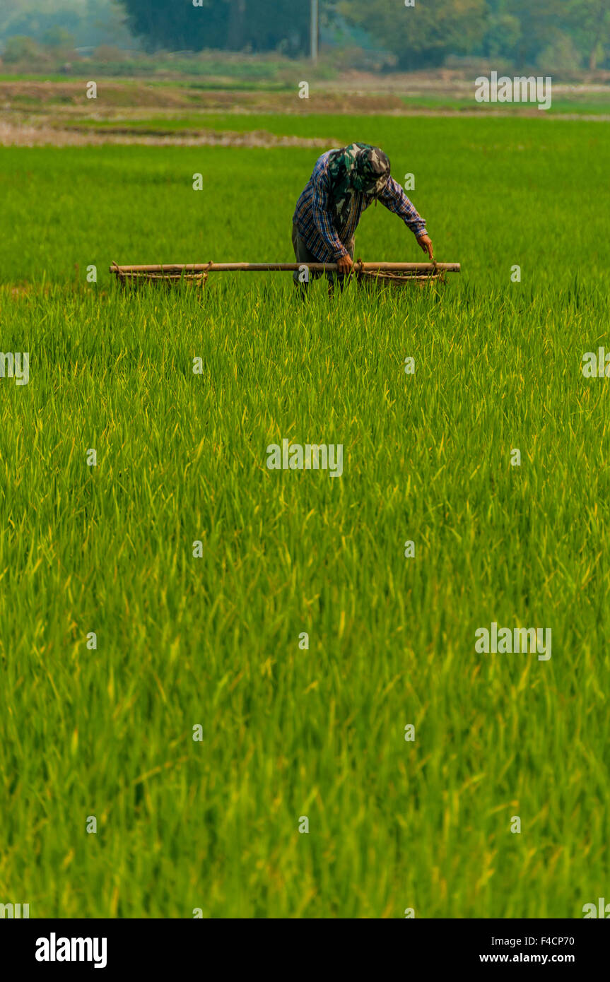 Man in rice field hi-res stock photography and images - Alamy