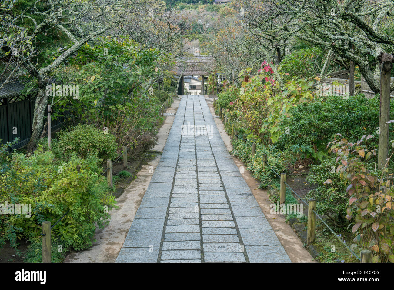 Japan, Kanagawa, Kamakura, Tokeiji Temple Garden (Large format sizes ...