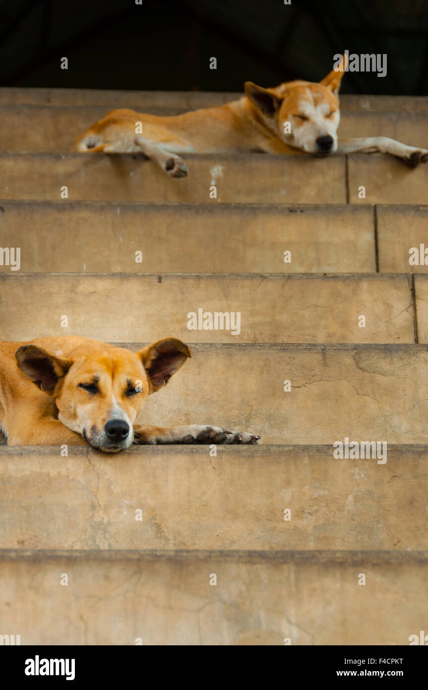 Two dogs sleeping on stairs Stock Photo - Alamy