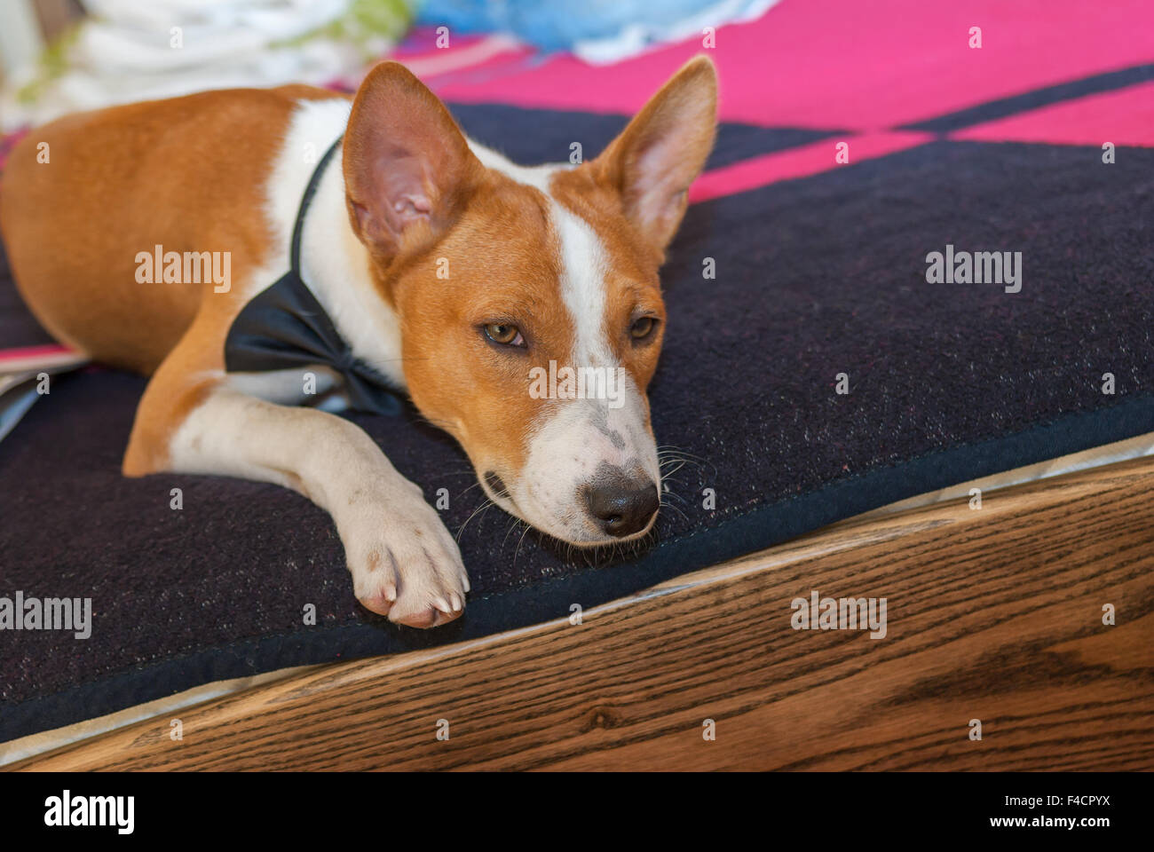 Bored basenji dog lying at the bed and waiting for the master Stock ...