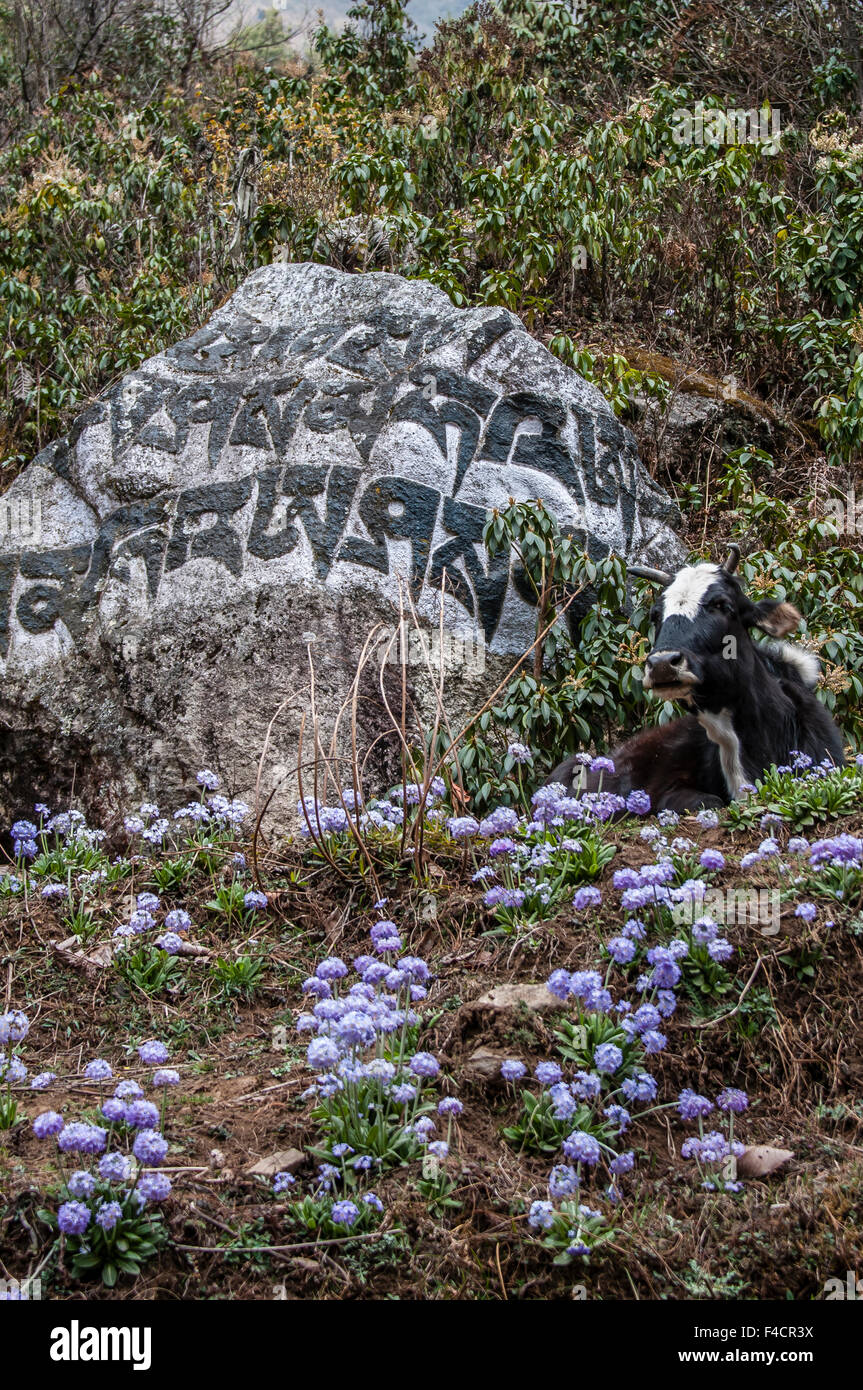 Yak sitting next to Mani Stone with purple flowers Stock Photo - Alamy