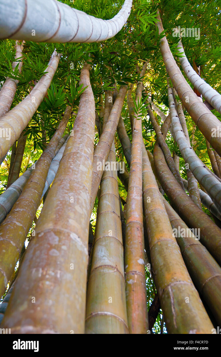 Green bent Bamboo trees Stock Photo - Alamy