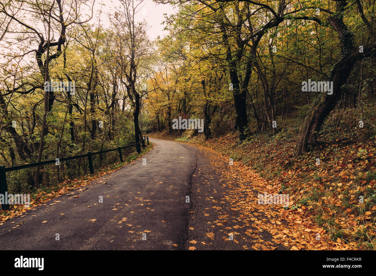 Colourful Road in Austria during the Autumn Months. Leaves can be seen ...