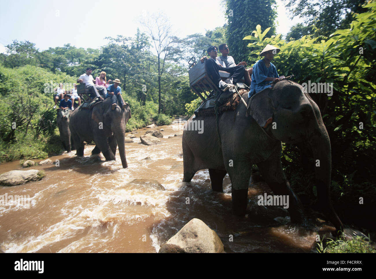 Thailand, Chiang Mai Province, Elephant Trekking Phuket, Tourist having ...
