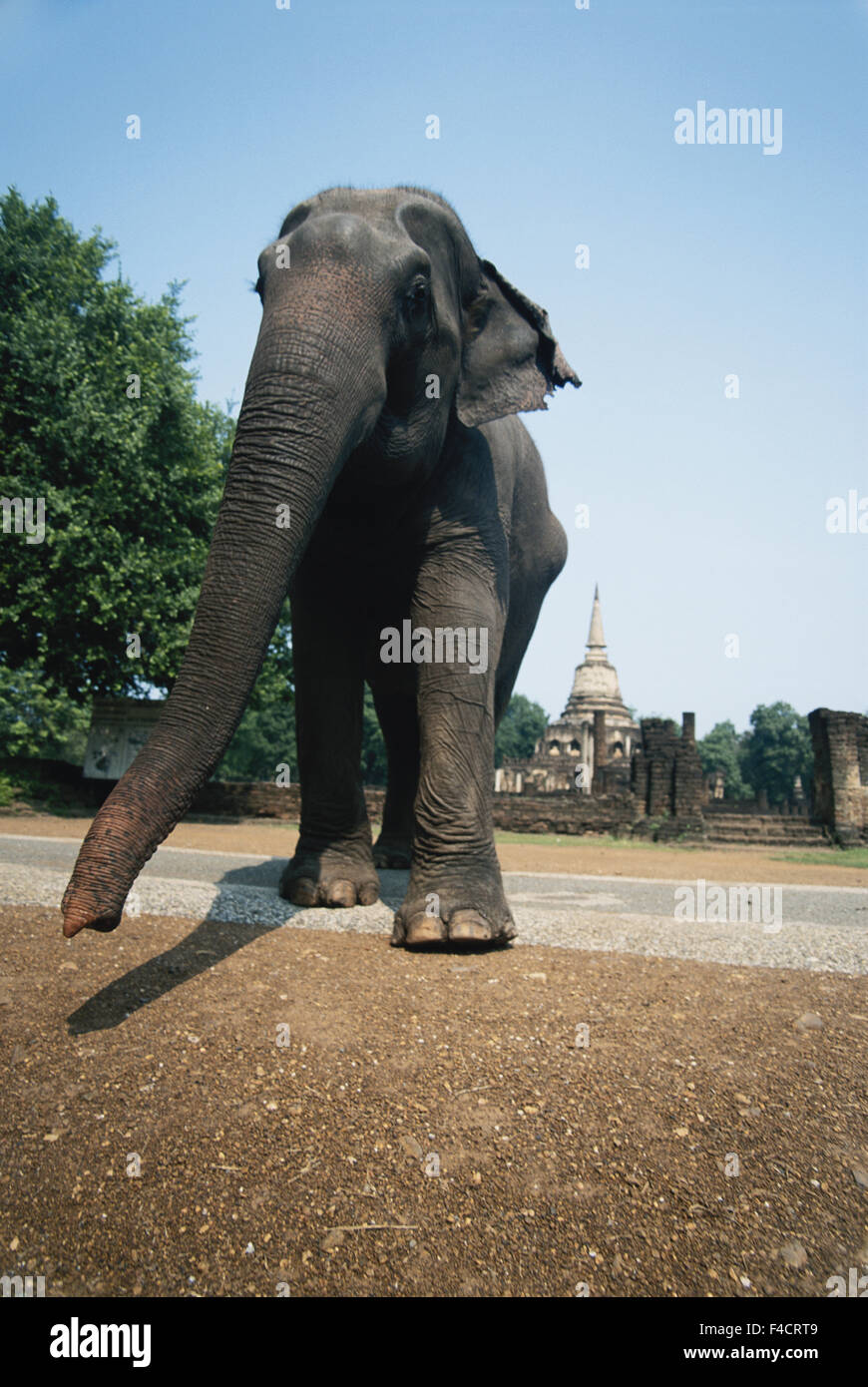Thailand, Si Satchanalai Historical Park, Elephant at wat chang lom ...