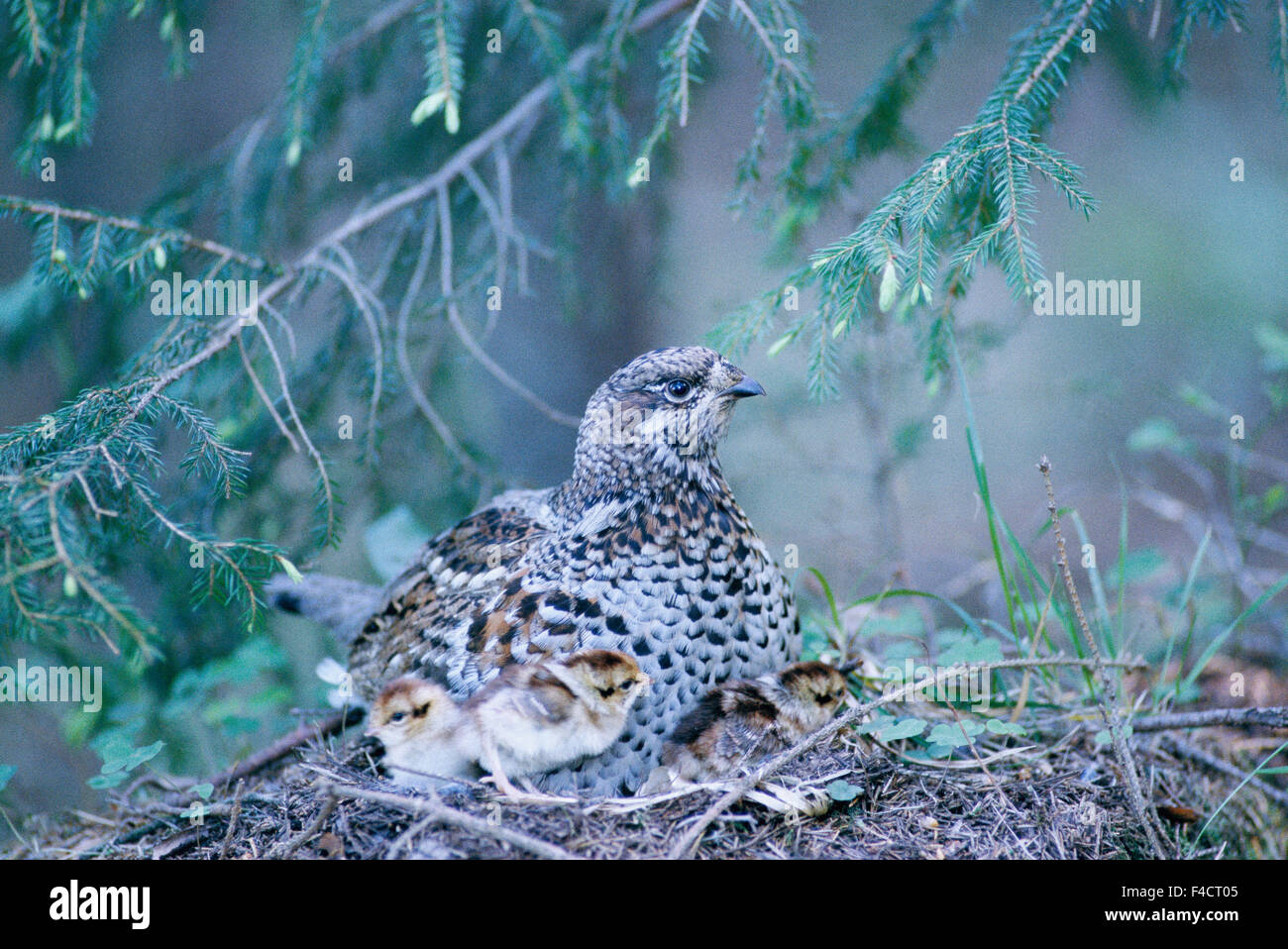 Birds in nest, side view Stock Photo - Alamy
