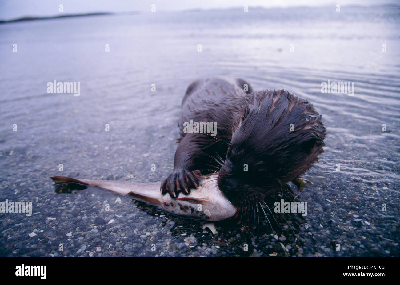 Otter eating fish, close-up Stock Photo - Alamy