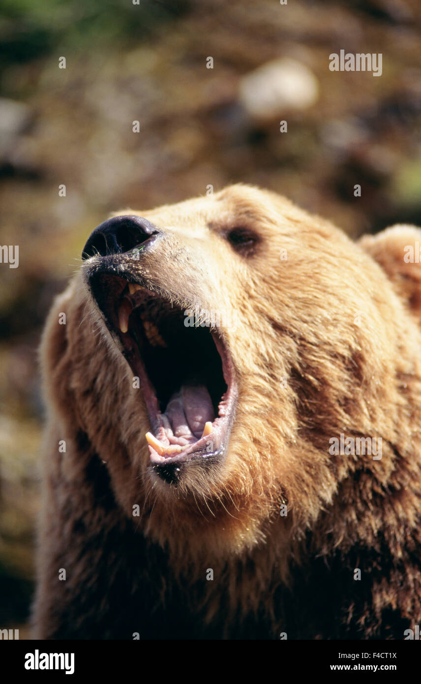 Bear roaring , close-up Stock Photo - Alamy