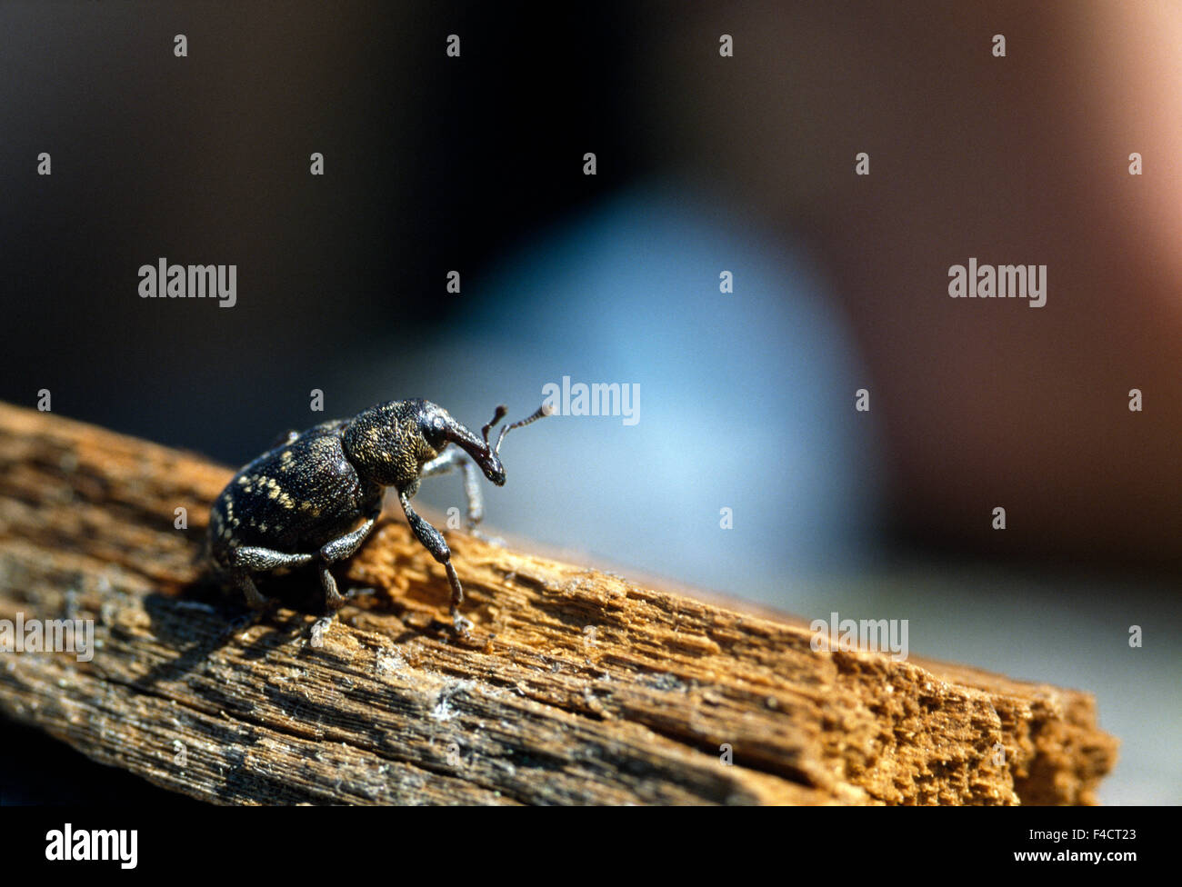 A pine weevil, close-up Stock Photo - Alamy