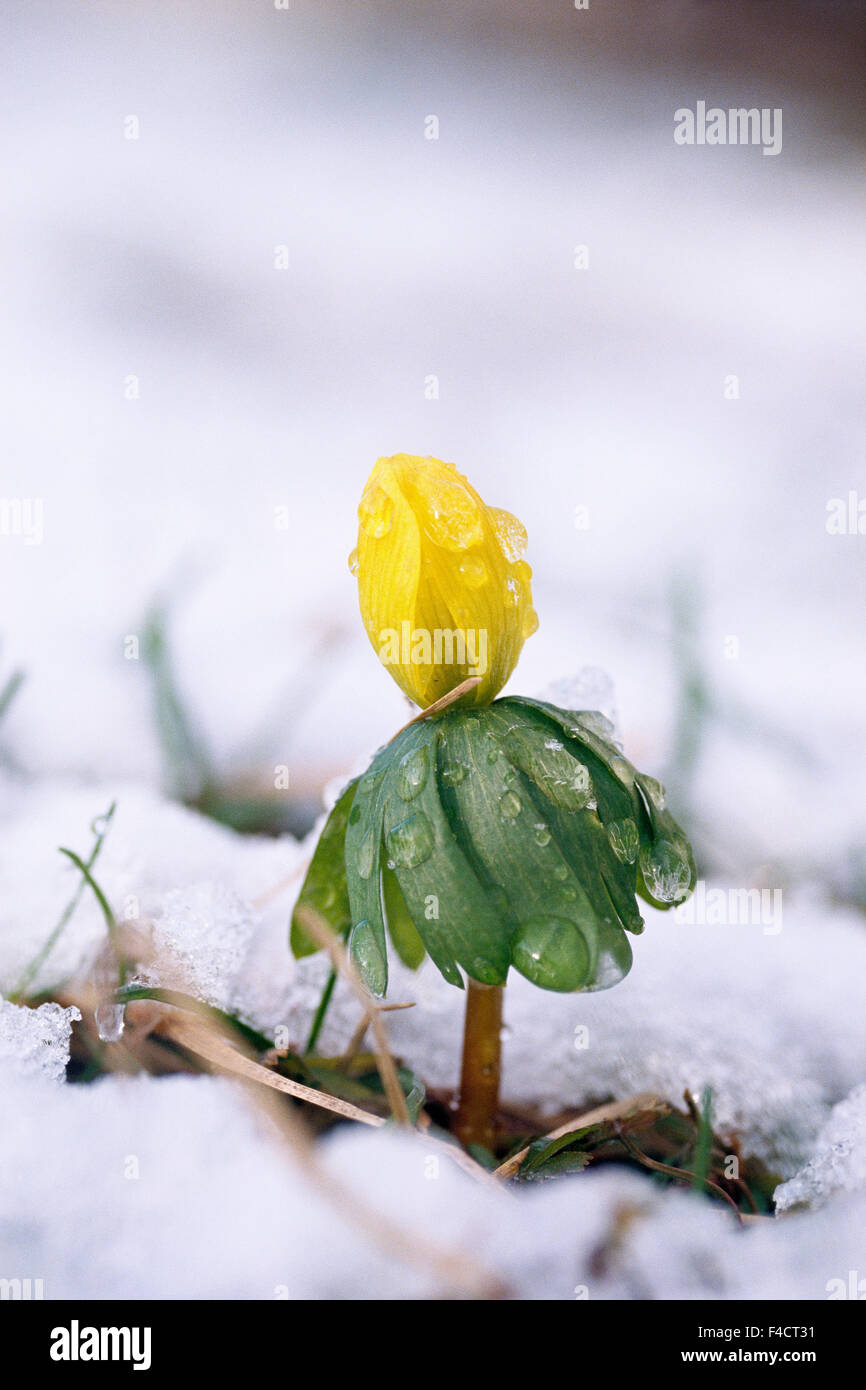 A winter aconite in the snow Stock Photo - Alamy
