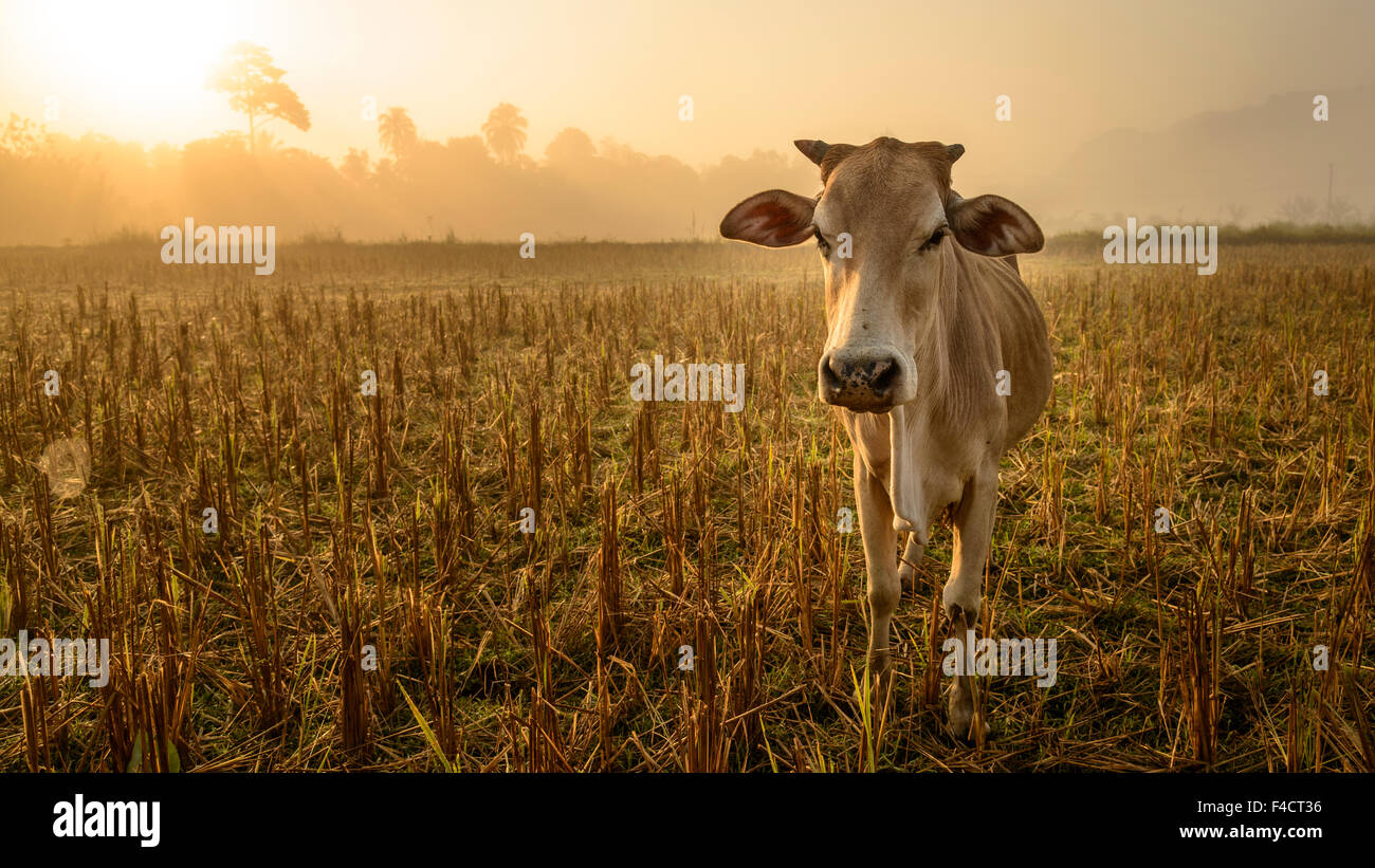 Laos, Vang Vieng. Cow at sunrise. (Large format sizes available Stock ...