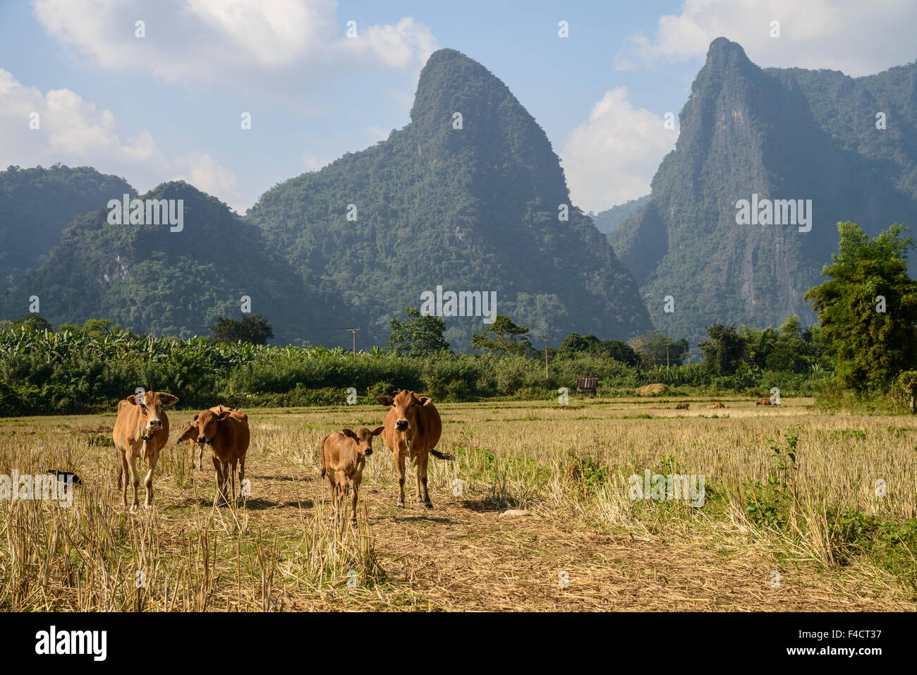 Laos, Vang Vieng. Cows and mountains. (Large format sizes available ...