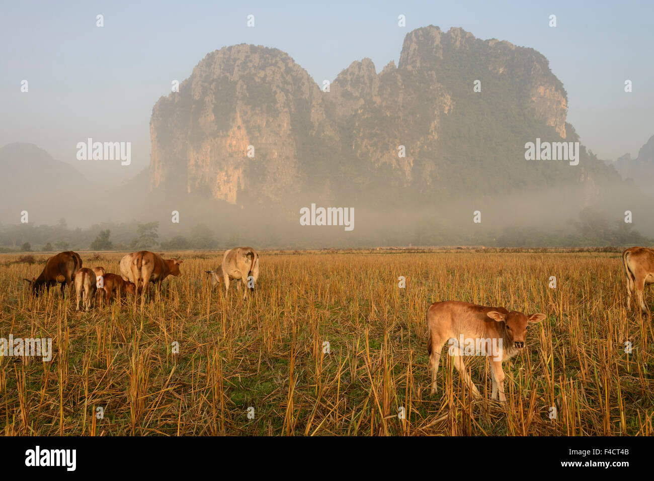 Laos, Vang Vieng. Cows in front of limestone Karst at sunrise. (Large ...