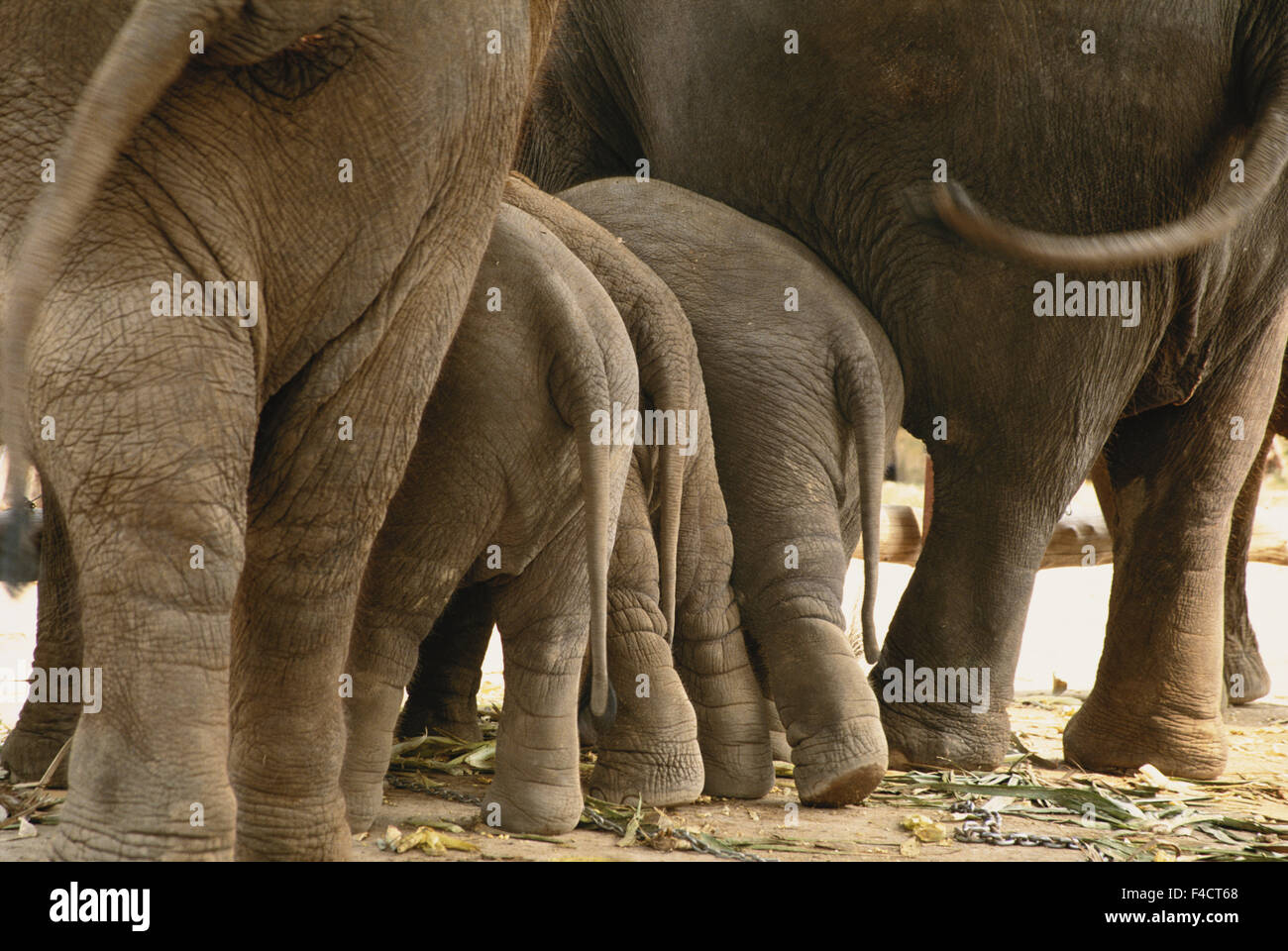 Thailand, Asian Elephant. (Large format sizes available Stock Photo - Alamy