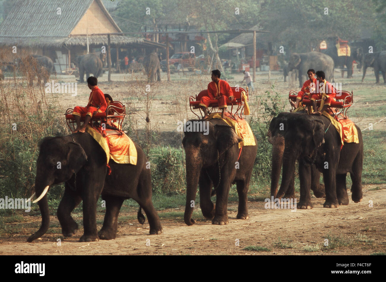 Thailand, Ayutthaya, Mahout sitting on elephant. (Large format sizes ...