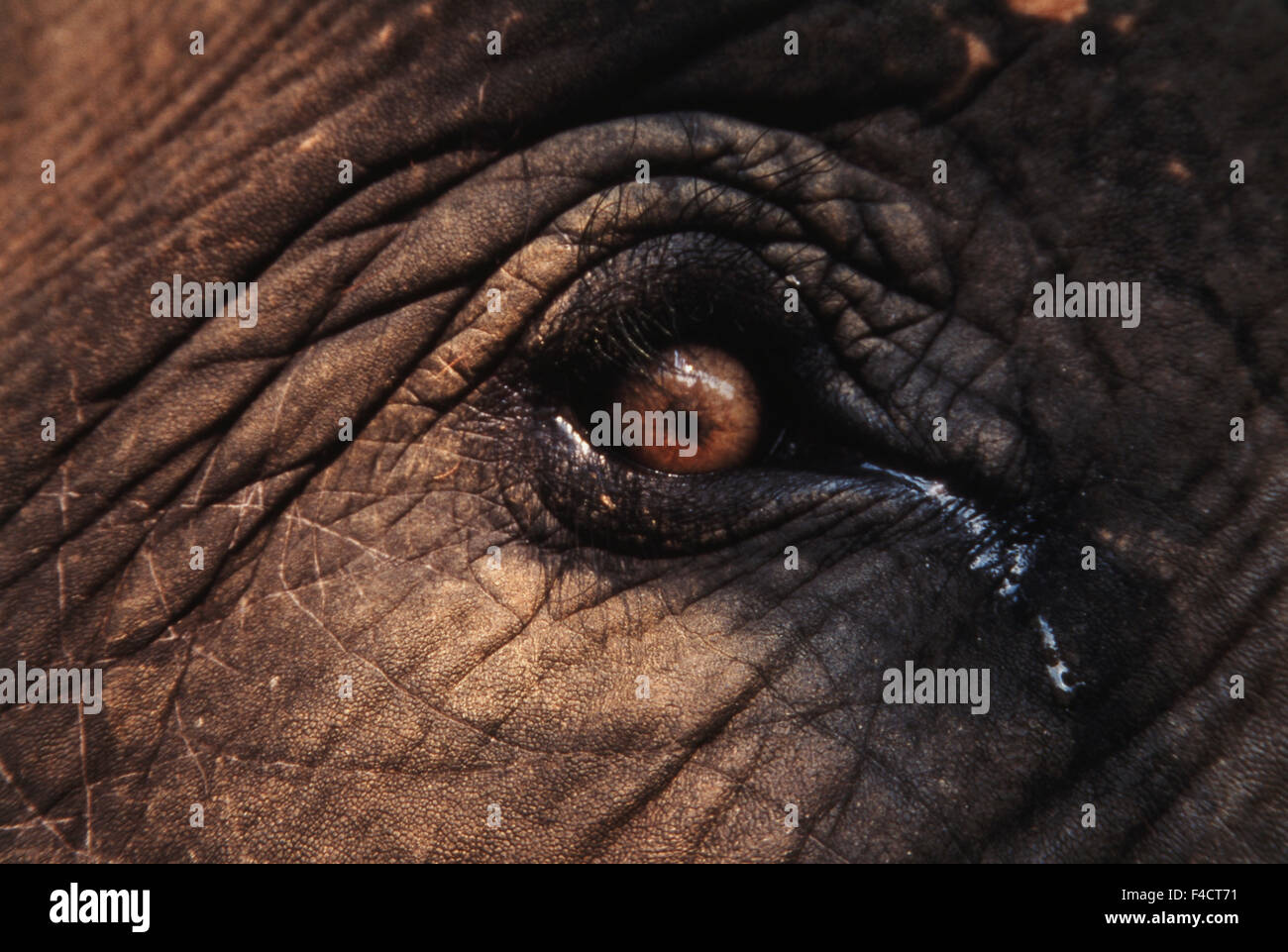 Thailand, Extreme close up of elephant tears. (Large format sizes available Stock Photo - Alamy