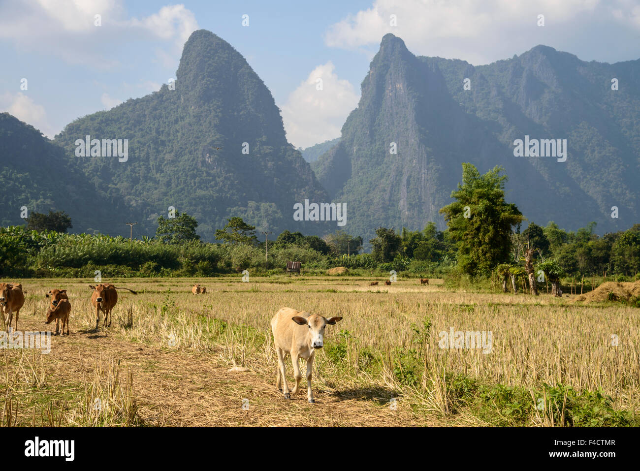 Laos, Vang Vieng. Cows and mountains. (Large format sizes available ...