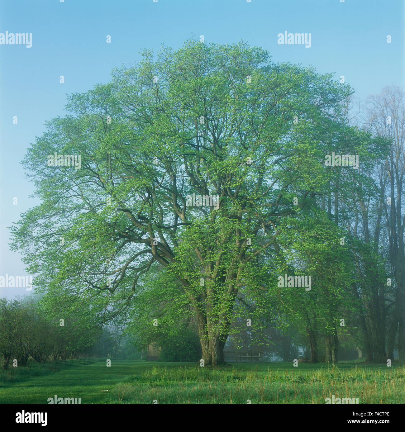 Elm tree square hi-res stock photography and images - Alamy