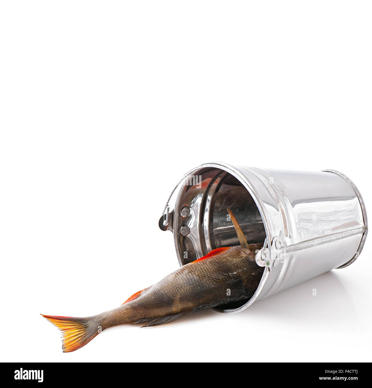 Freshwater perch isolated on white background Stock Photo - Alamy