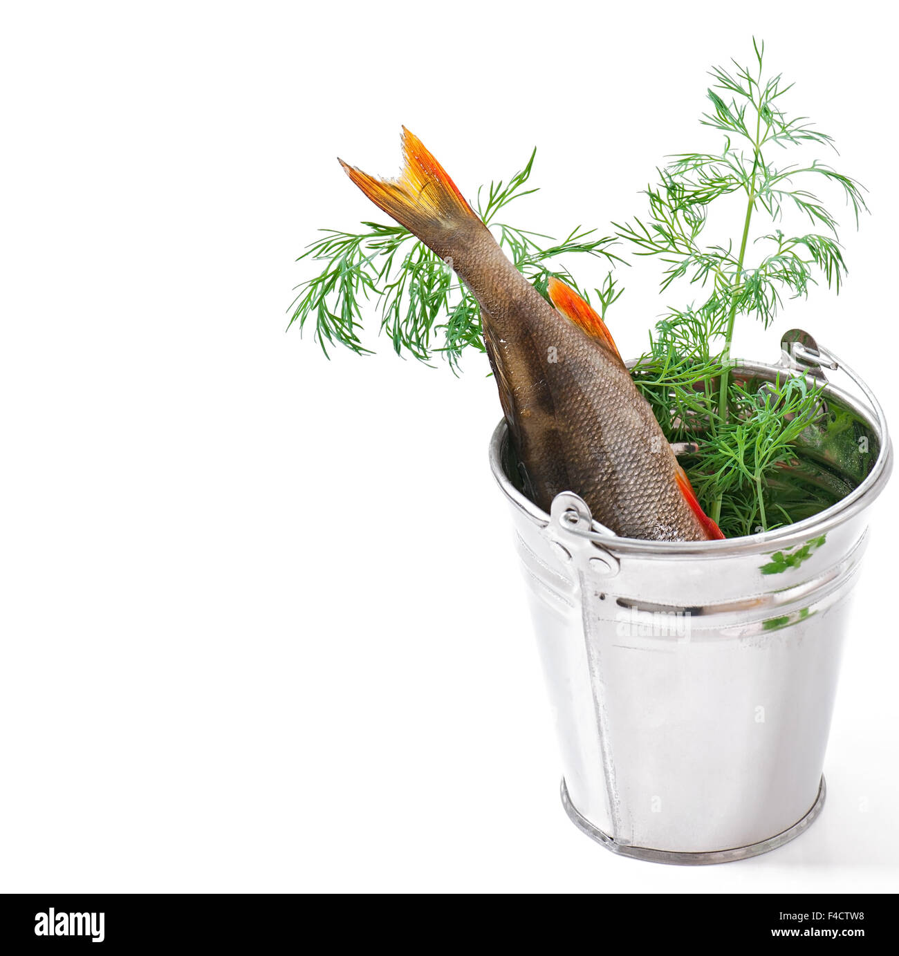 Freshwater perch isolated on white background Stock Photo - Alamy