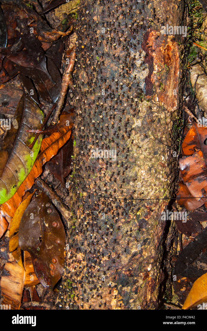 Ants, Sarawak, Malaysian Borneo, Malaysia Stock Photo - Alamy