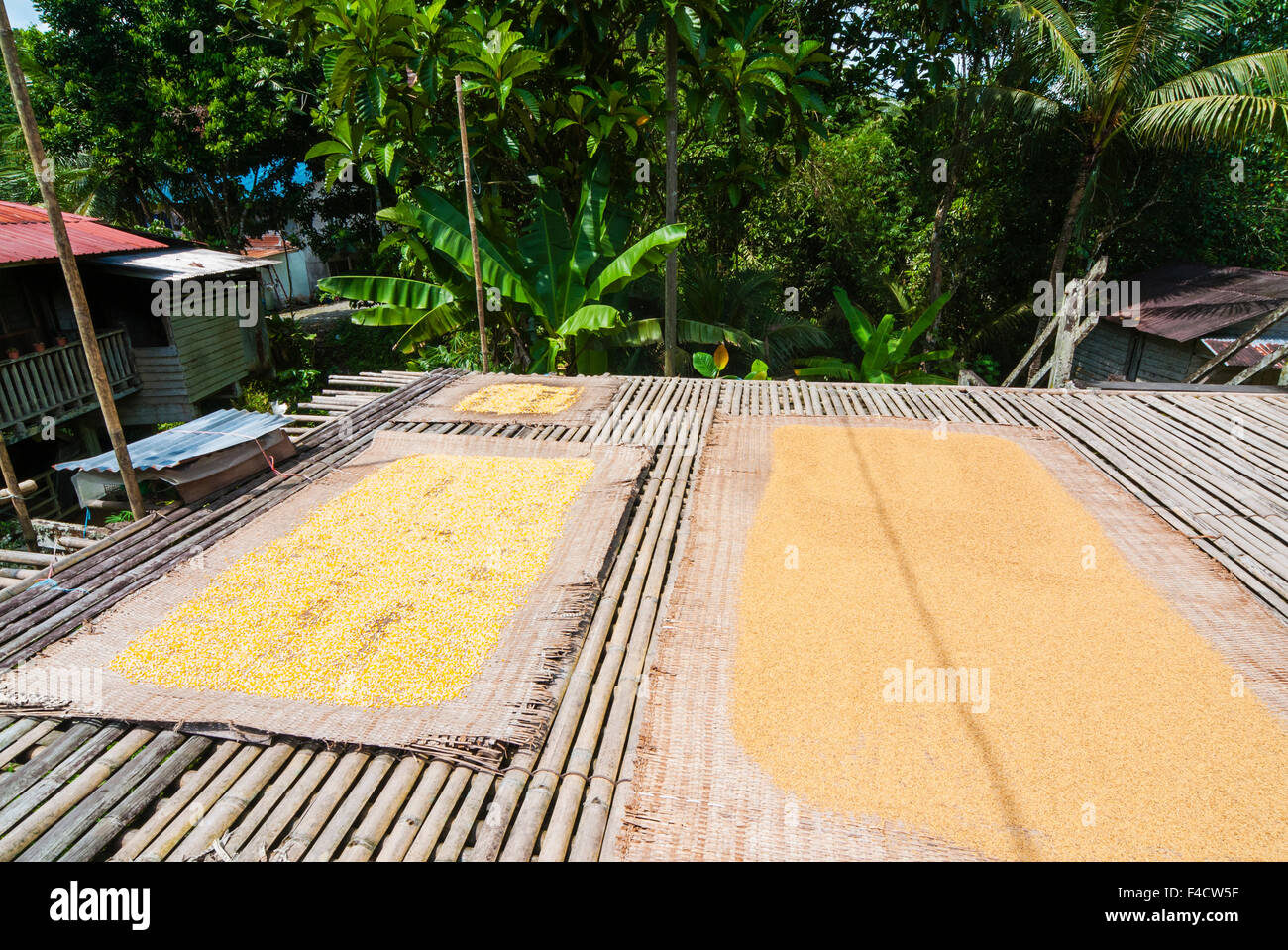 Dried corn, Annah Rais Bidayuh longhouse, Kuching, Malaysian Borneo ...